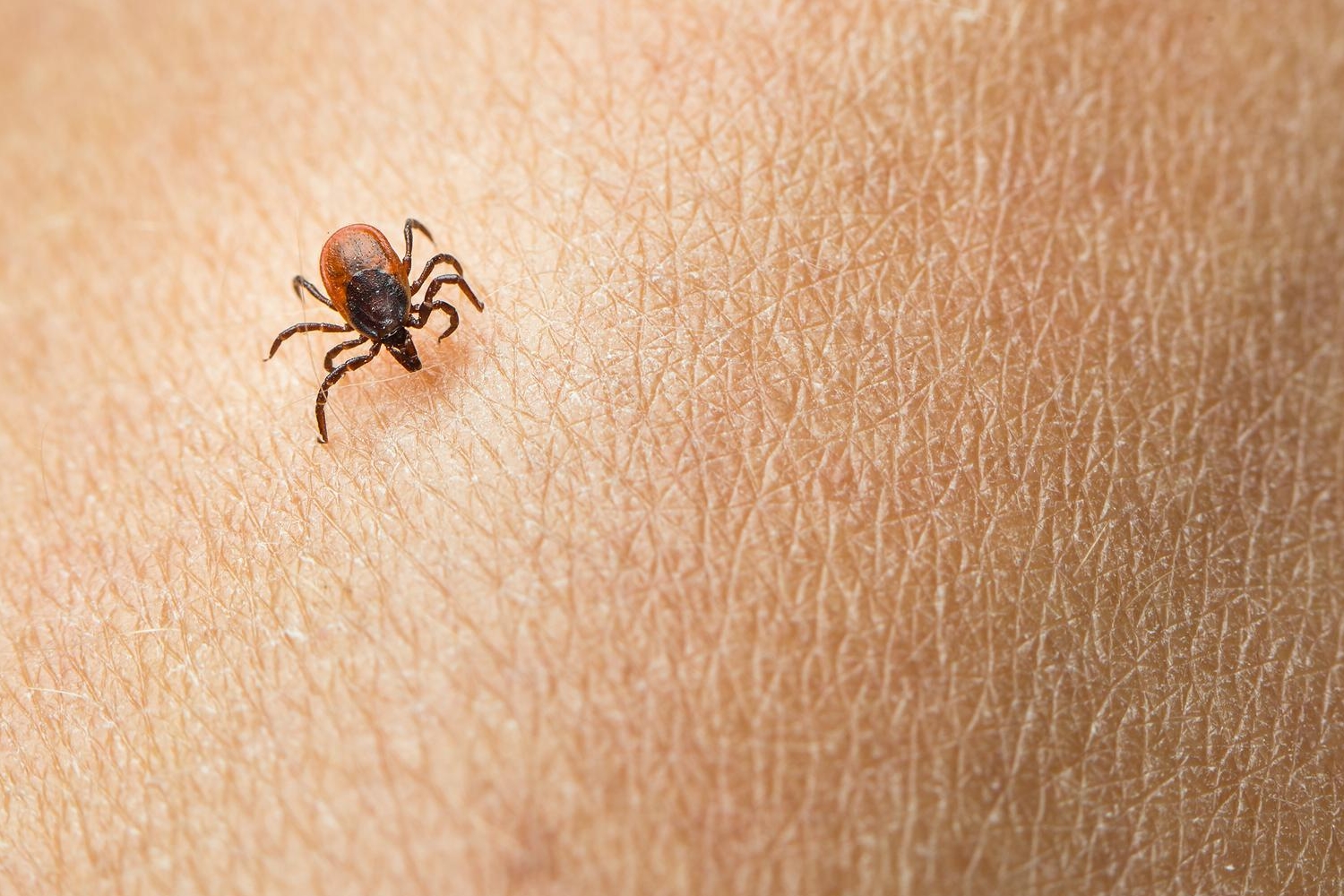 Attention aux tiques pendant vos balades en nature – Corbeil-Essonnes