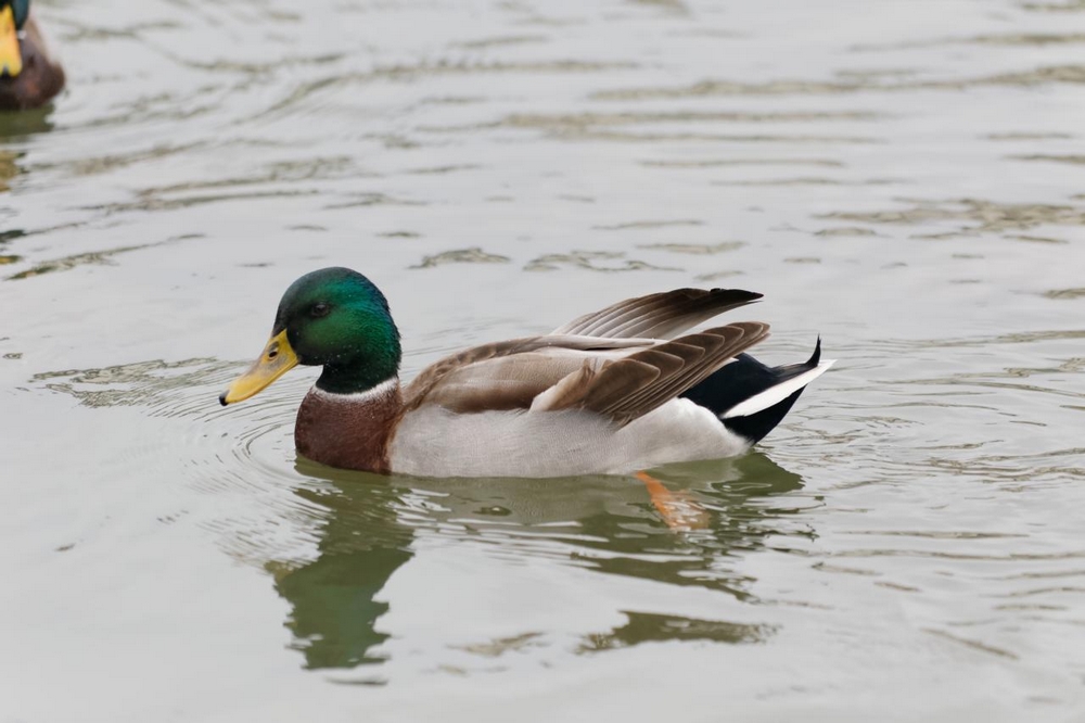 Ne pas nourrir les canards – Corbeil-Essonnes Ne pas nourrir les canards – Corbeil-Essonnes